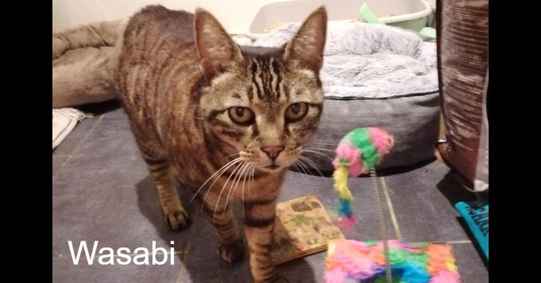 Wasabi - A Toutes Pattes - Animal Webaction