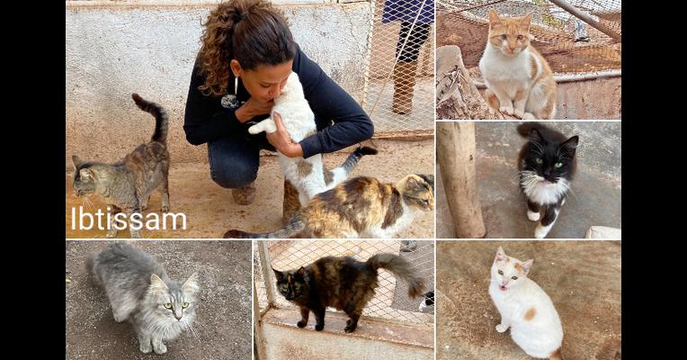 SOS 115 chats du Maroc - Help Adopt Moroccan Animals - Animal Webaction