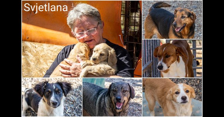 SOS 143 dogs Bosnia - Azil za pse"Poslednja oaza" - Animal Webaction