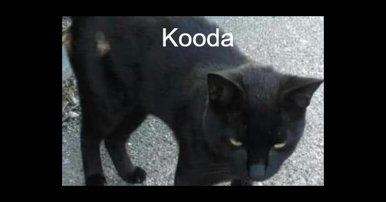 Kooda - Les Chats-Pitresdelavi-Ste - Animal Webaction