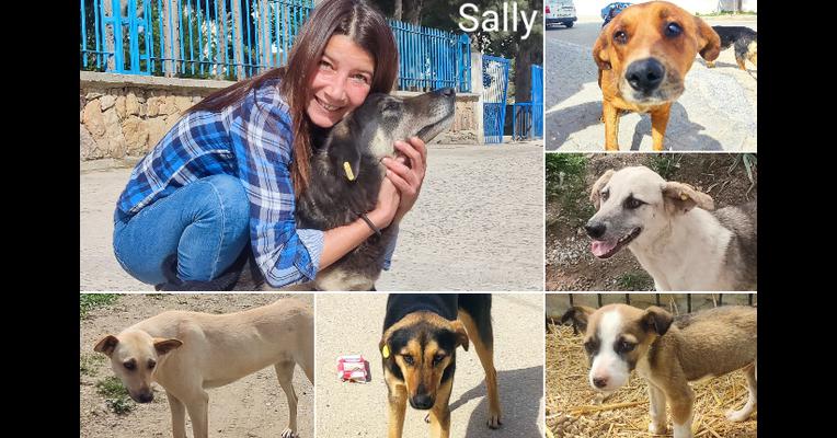 SOS dogs in Morocco - Sanctuaire de la Faune de Tanger (SFT) - Animal ...