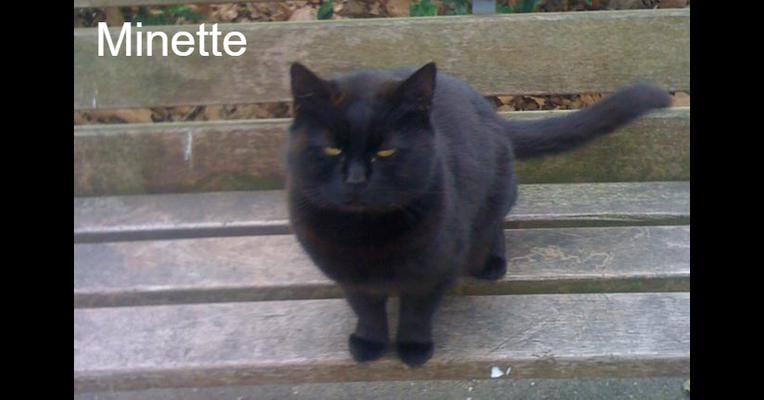 Minette - Chats Maux - Animal Webaction