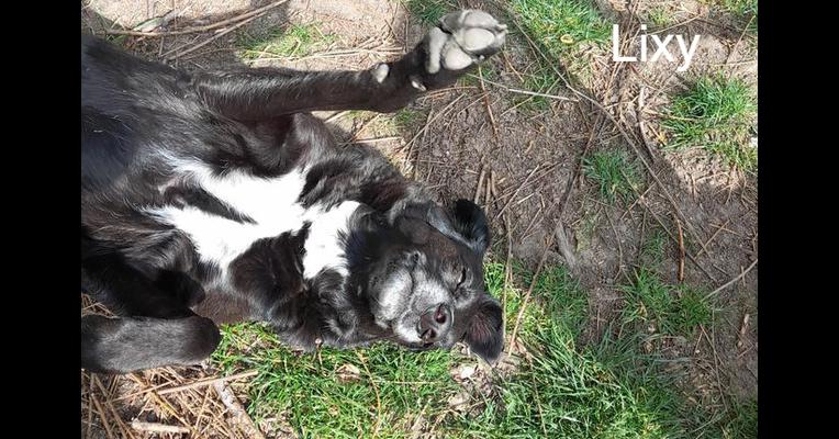 Lixy - La Bleue - Animal Webaction