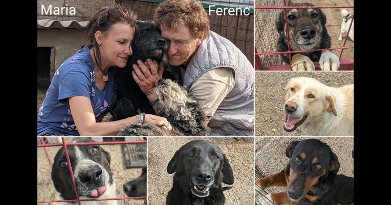 SOS famine 382 dogs Romania - Innocente - Animal Webaction