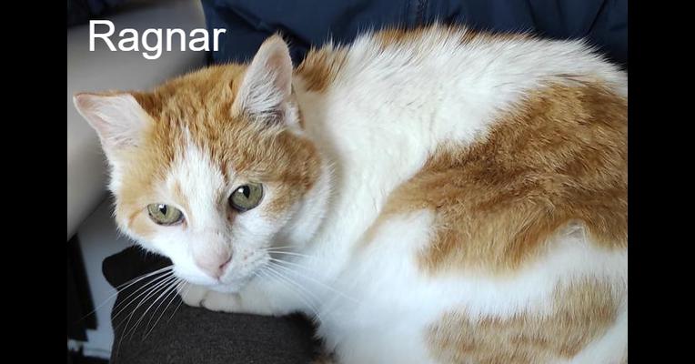 Ragnar - SOS ANIMAUX - Animal Webaction