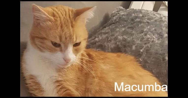 Macumba - Protect Cat - Animal Webaction