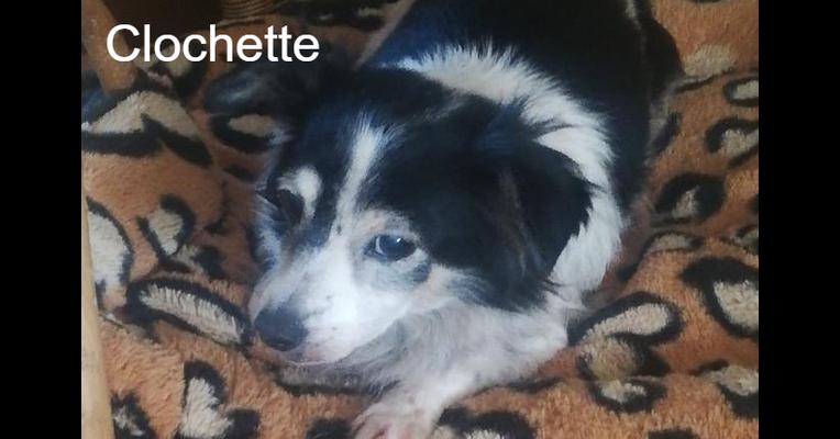 Clochette - AVRAH - Animal Webaction