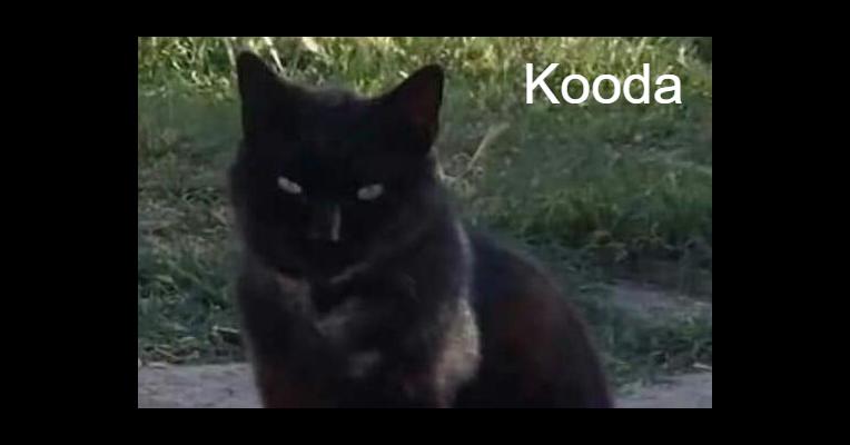 Kooda - Délai raccourci - Les Chats-Pitresdelavi-Ste - Animal Webaction