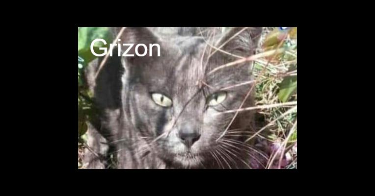 Grizon - Shortened deadline - Les Chats-Pitresdelavi-Ste - Animal Webaction