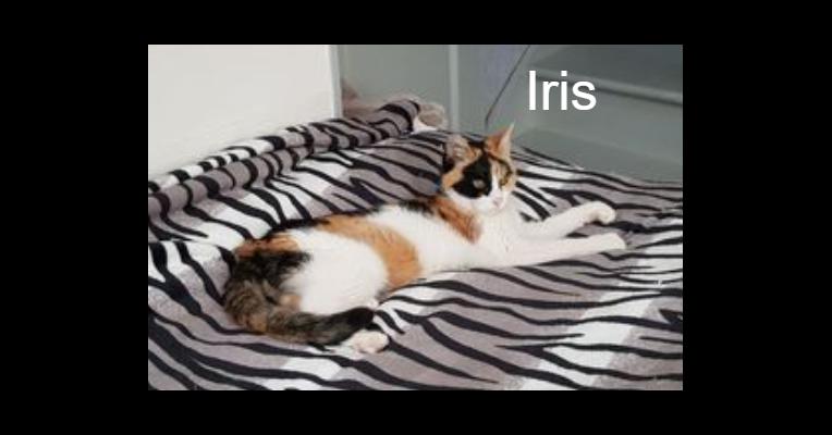 Iris - Les chats de l'Indifférence - Animal Webaction