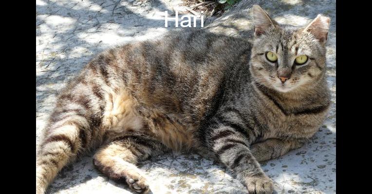 Hari - Au Rendez-vous des Animaux - Animal Webaction