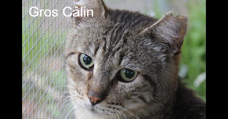 Gros Câlin - Au Rendez-vous des Animaux - Animal Webaction