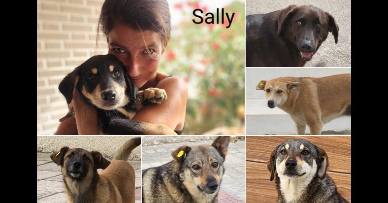 SOS dogs in Morocco - Sanctuaire de la Faune de Tanger (SFT) - Animal ...