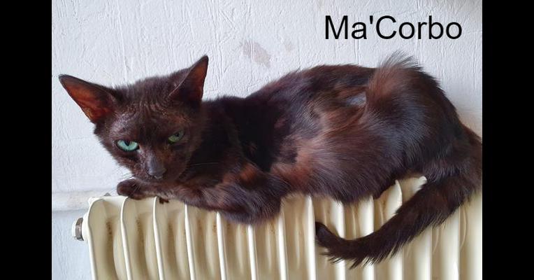 Ma'Corbo - Chat d’Oc - Animal Webaction