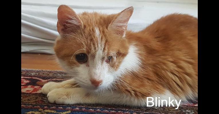 Blinky - Chat d’Oc - Animal Webaction