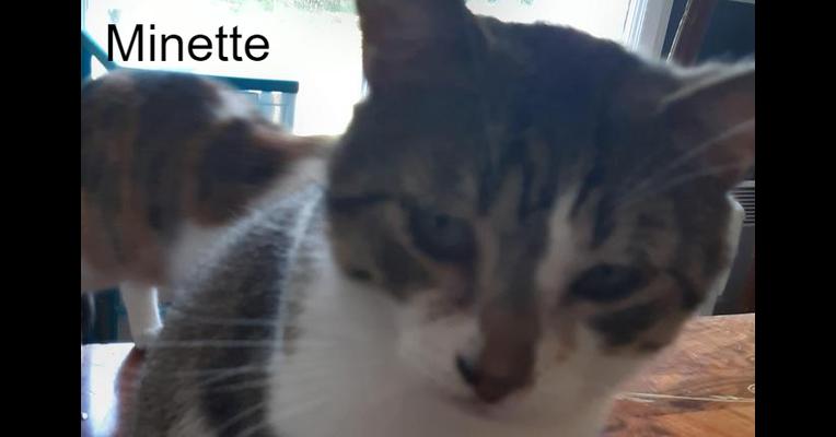 Minette - Pour l'Amour des Chats - Animal Webaction
