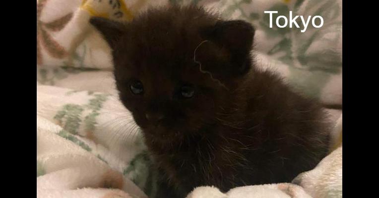 Tokyo - Chat Suffit a.sb.l. - Animal Webaction