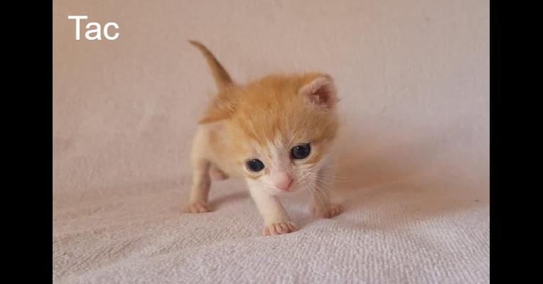 Tac - Chat L'Heureux Chat l'Ange et Cie - Animal Webaction