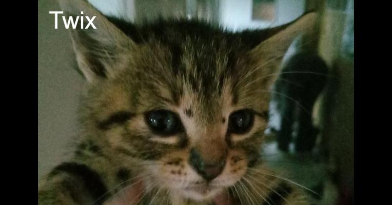 Twix - AACE - Animal Webaction