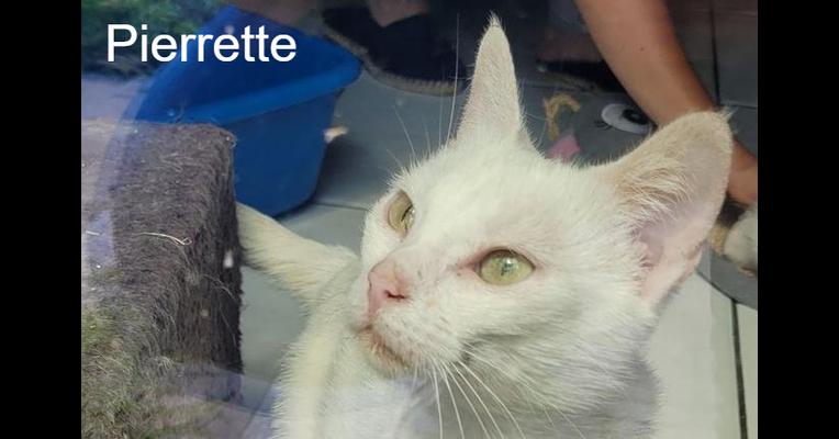 Pierrette - Les Pattes de l'Espoir - Animal Webaction