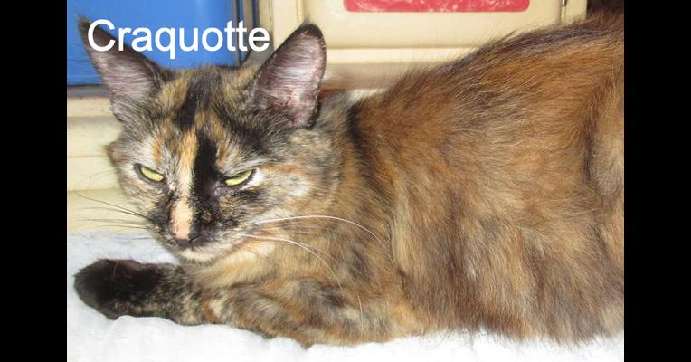 Craquotte - Jardin des Chats - Animal Webaction