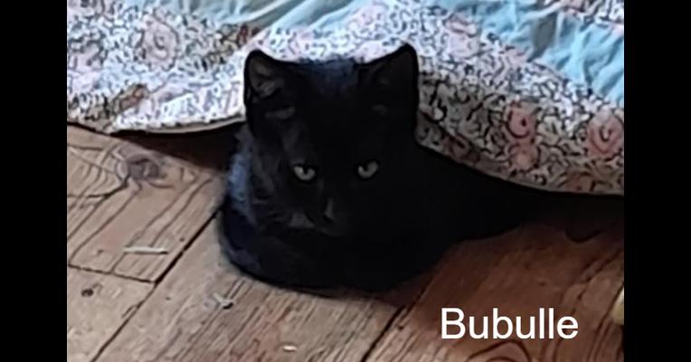 Bubulle - La Bleue - Animal Webaction