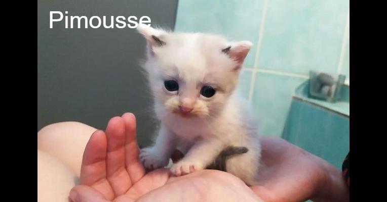 Pimousse - L'Arche de Ploum - Animal Webaction