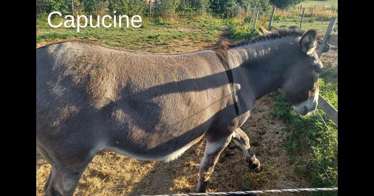 Capucine - Tabula Rasa - Animal Webaction