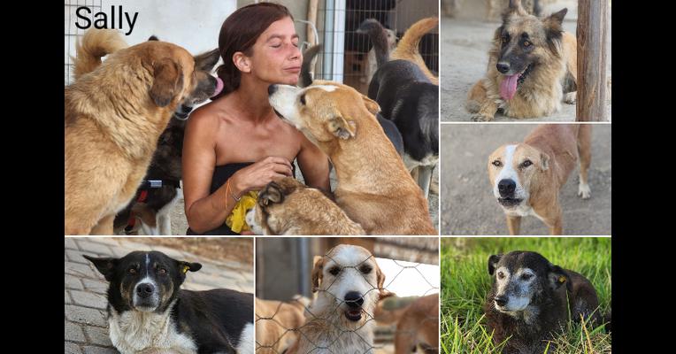 SOS chiens des rues du Maroc - Sanctuaire de la Faune de Tanger (SFT ...