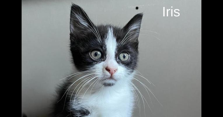 Iris - A Pas De Chats - Animal Webaction