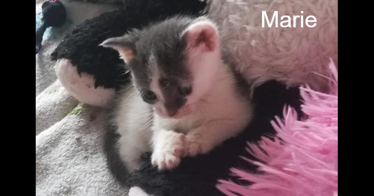 Marie - Boule de Poils - Animal Webaction