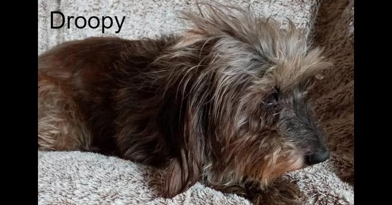 Droopy - AVRAH - Animal Webaction