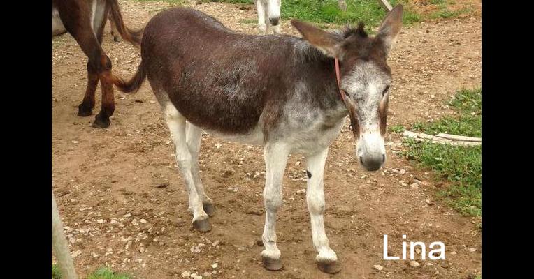 Lina - ADADA - Animal Webaction