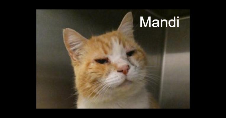 Mandi - ANIMAL ATTITUDE - Animal Webaction