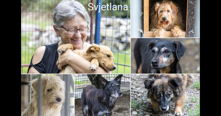 SOS 135 chiens Bosnie - Azil za pse"Poslednja oaza" - Animal Webaction