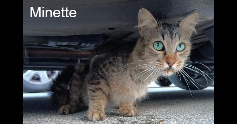Minette - Univers Libre - Animal Webaction
