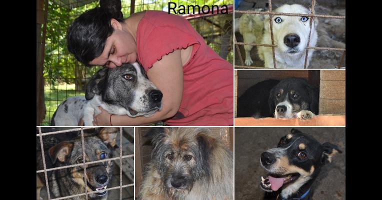 SOS 282 Dogs Romania - asociatia centrul de formare pentru activitati ...