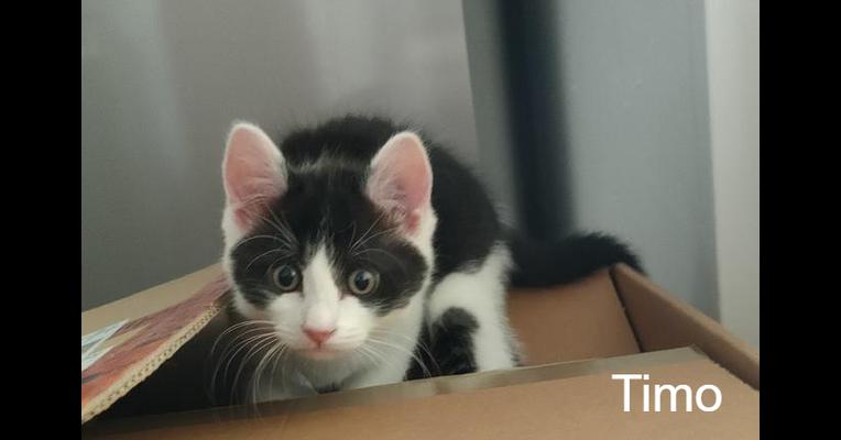 Timo - Association Les Anges de Gaïa - Animal Webaction