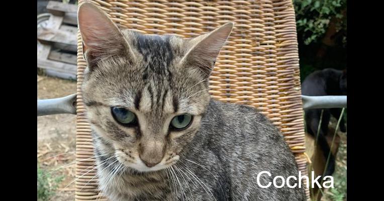 Cochka - Univers Libre - Animal Webaction