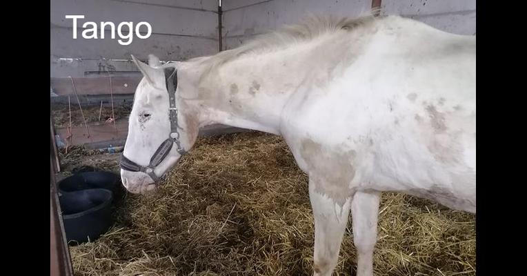 Tango - Au Bonheur Animal - Animal Webaction