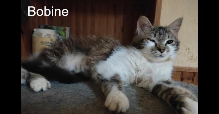 Bobine - Les Chats de la Rue - Animal Webaction