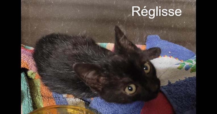 Réglisse - Les Chats de la Rue - Animal Webaction