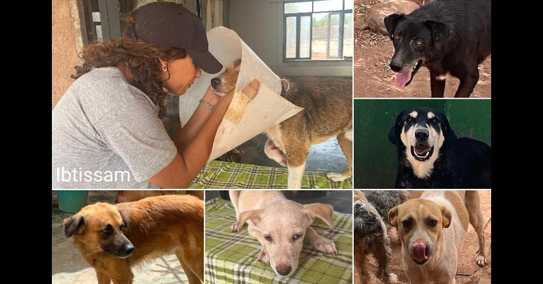 SOS 154 dogs Morocco - Help Adopt Moroccan Animals - Animal Webaction