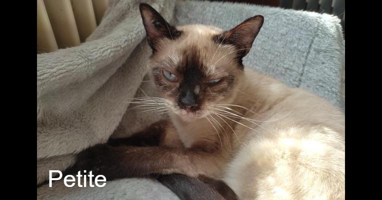 Petite - Les Chats de la Rue - Animal Webaction