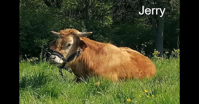Jerry - Au Bonheur Animal - Animal Webaction