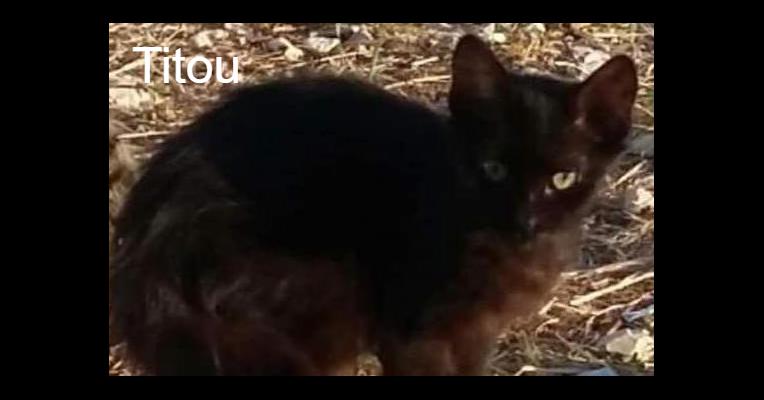 Titou - Les Chats-Pitresdelavi-Ste - Animal Webaction
