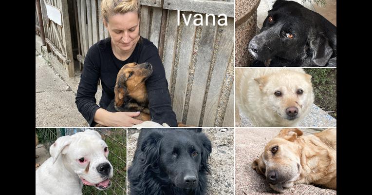 Street dogs rescue Serbia - Ivana Nikolić - Animal Webaction