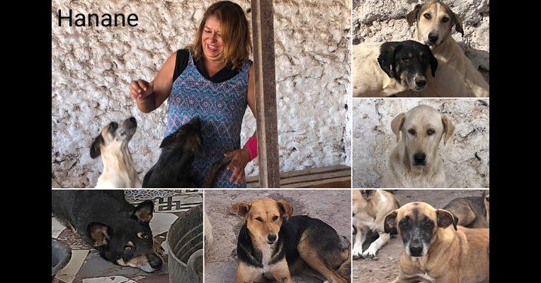SOS 180 Moroccan dogs - AHPPAE - Animal Webaction