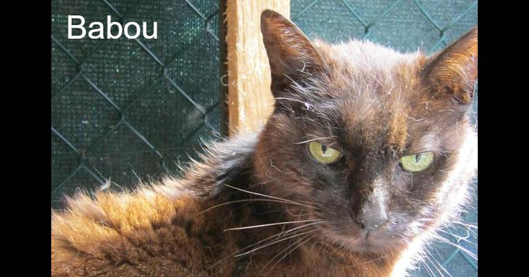 Babou - Au Bonheur des Chats Libres - Animal Webaction