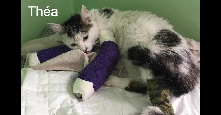 Théa - Dans les yeux de Leo - Animal Webaction